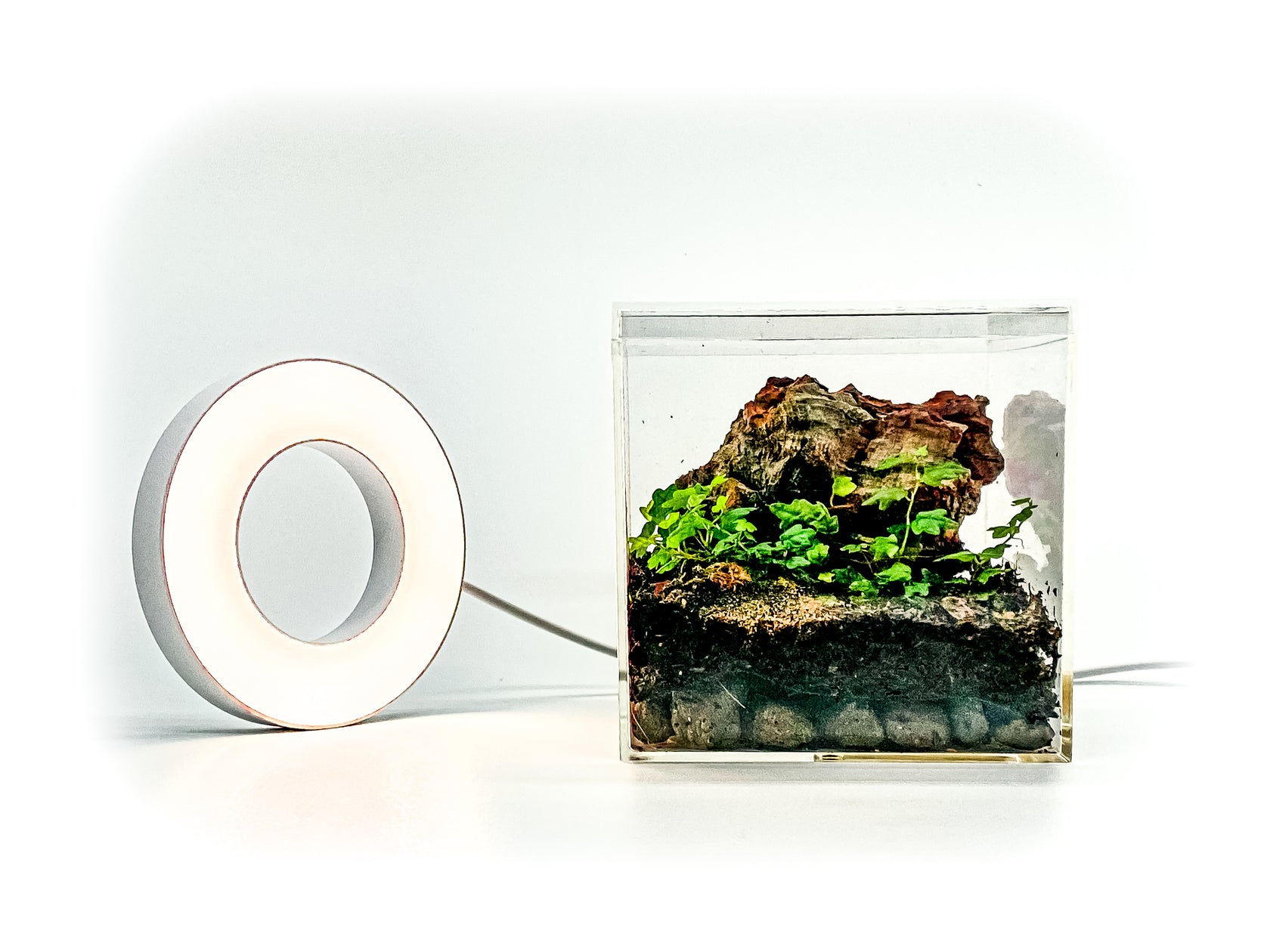 The Tiny Terrarium Kit (Live Isopods and Plants) – Creation Cultivated